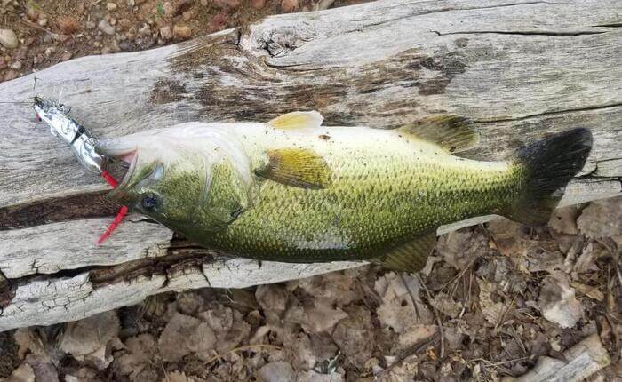 Spirebuzz™ RatStrike - 5 PCS SET – SpireBuzz